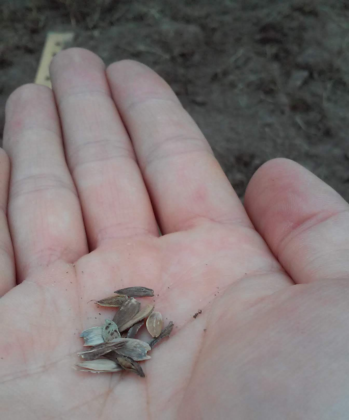 Starting a Cut Flower Garden – Spiked M Ranch